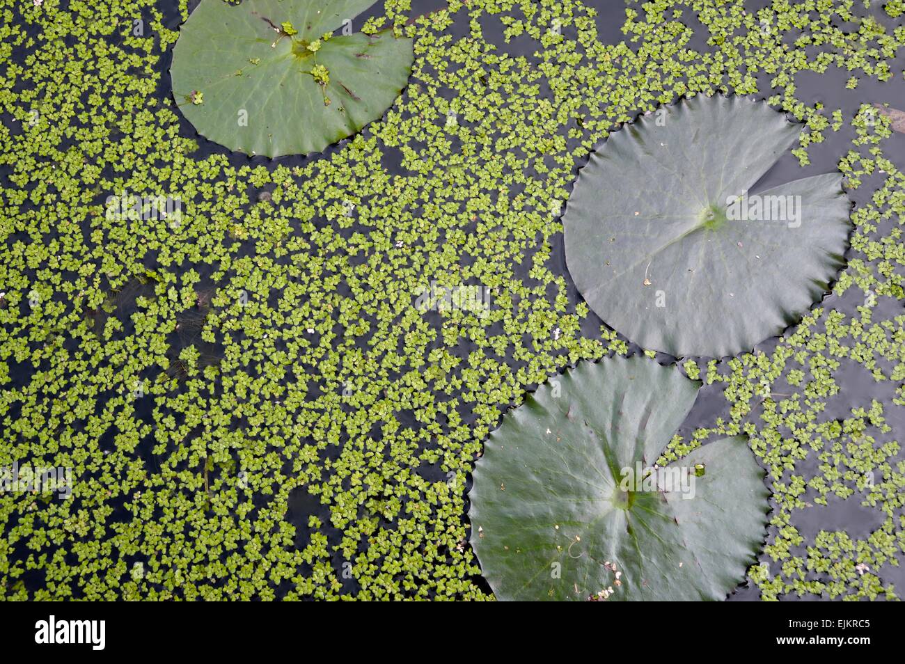Lily pad texture hi-res stock photography and images - Alamy
