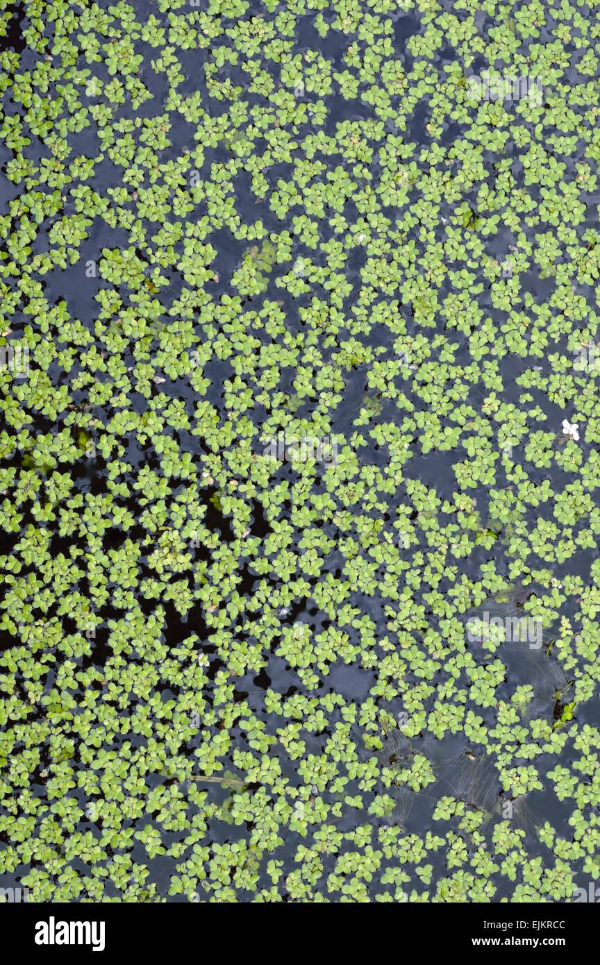Pond texture hi-res stock photography and images - Alamy