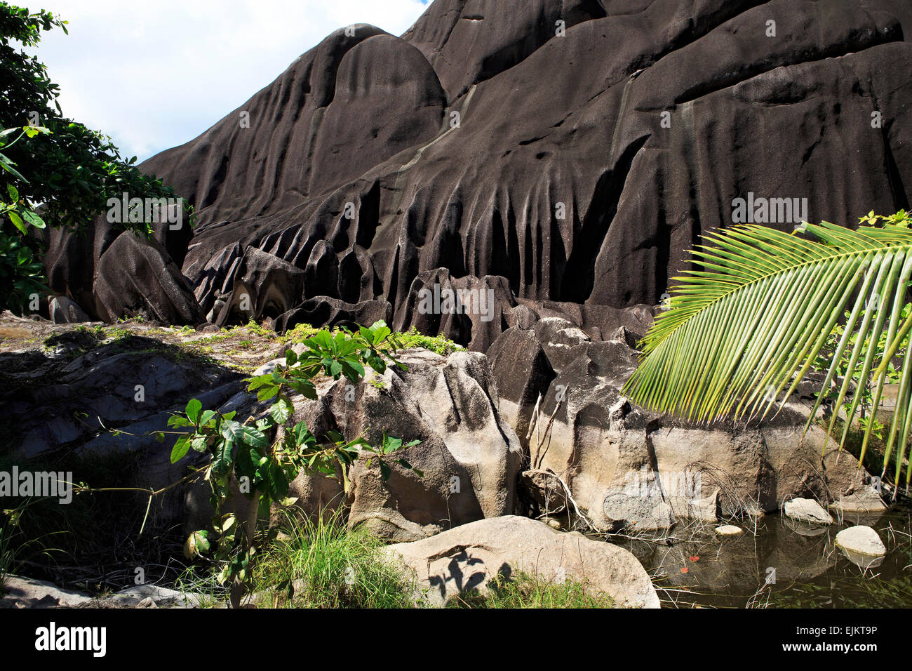 Enormous black granite rocks in the thickets of tropical vegetation ...