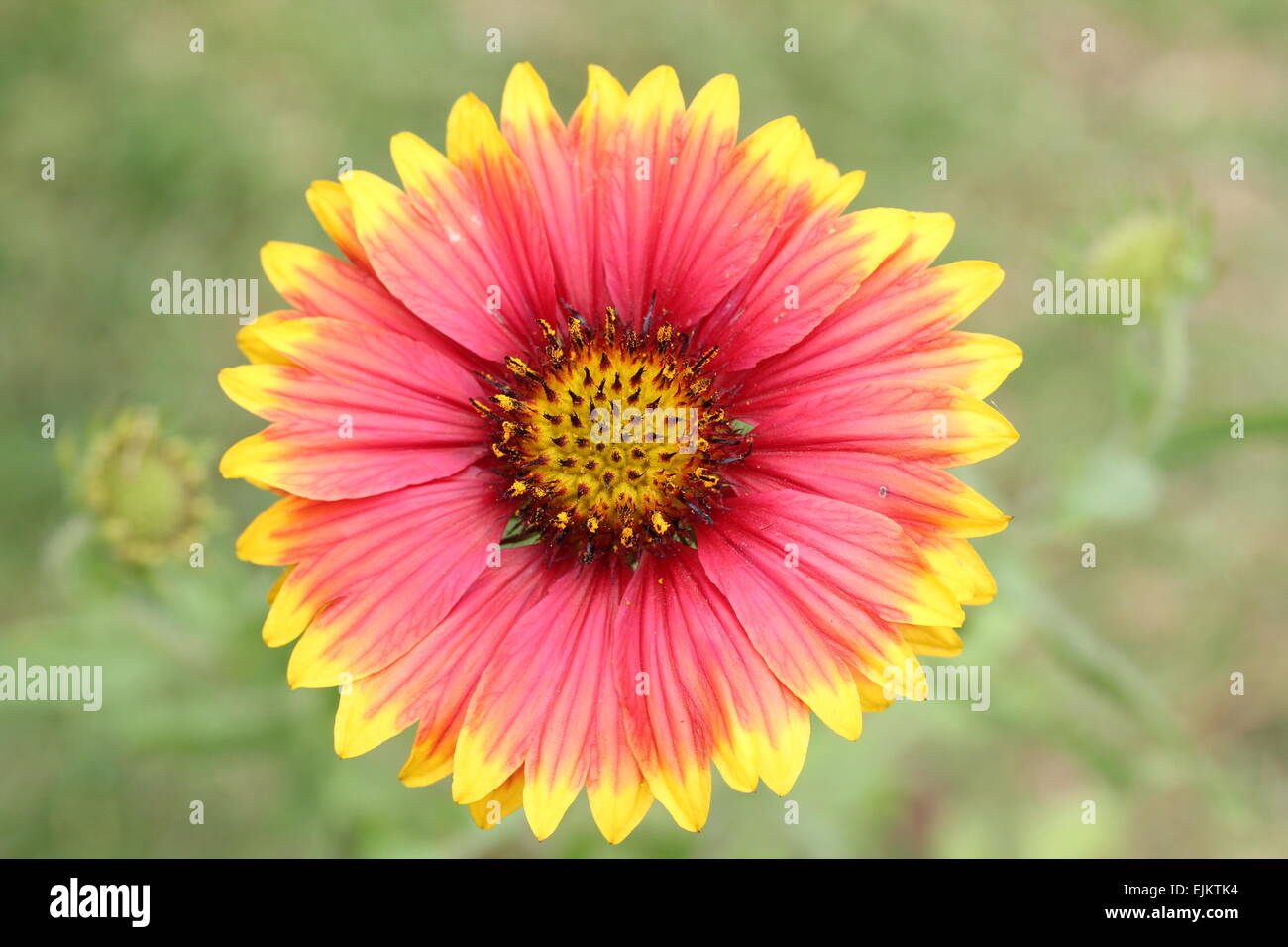 Indian blanket hi-res stock photography and images - Alamy