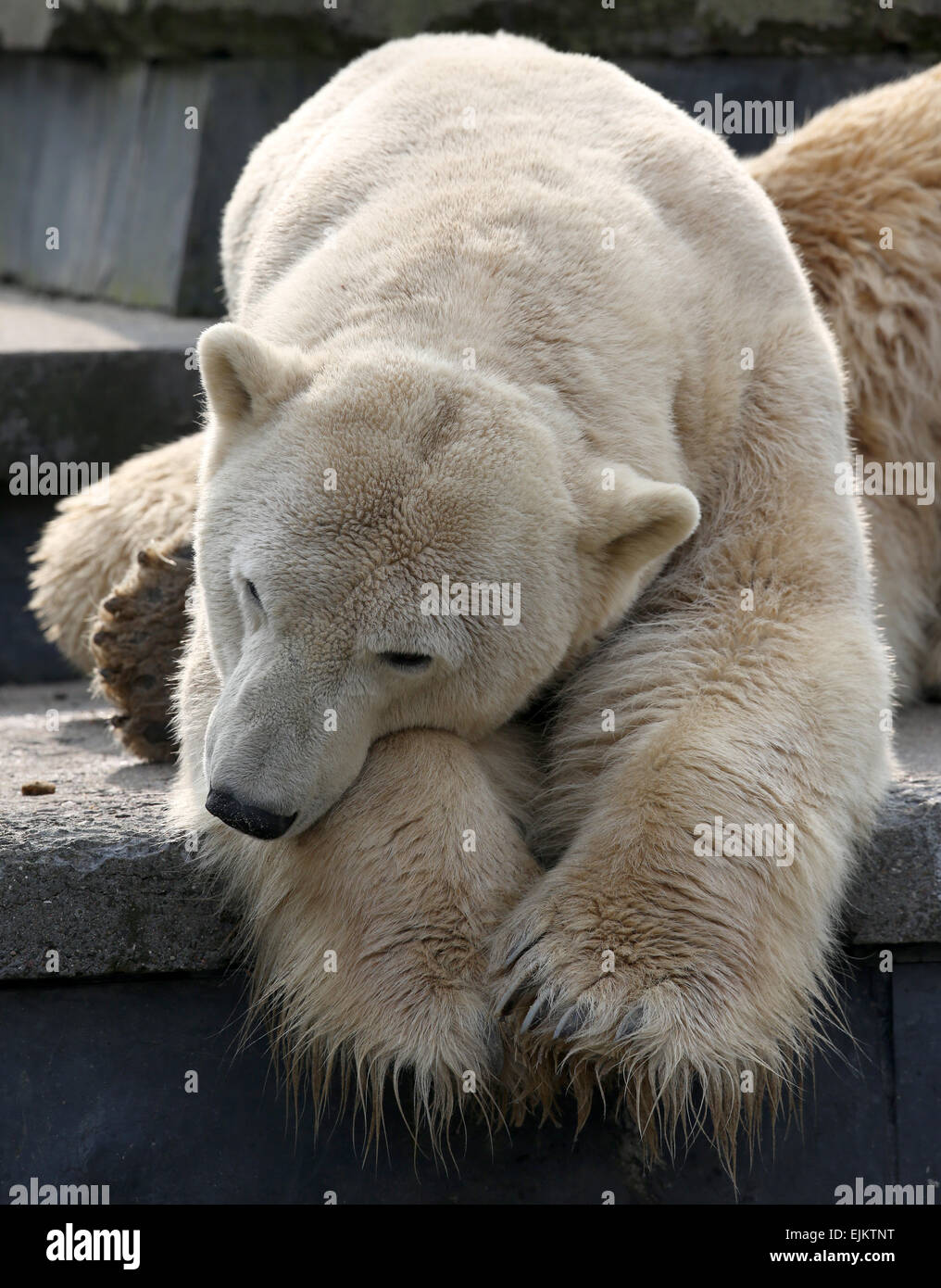 Zoo Aalborg High Resolution Stock Photography and Images - Alamy
