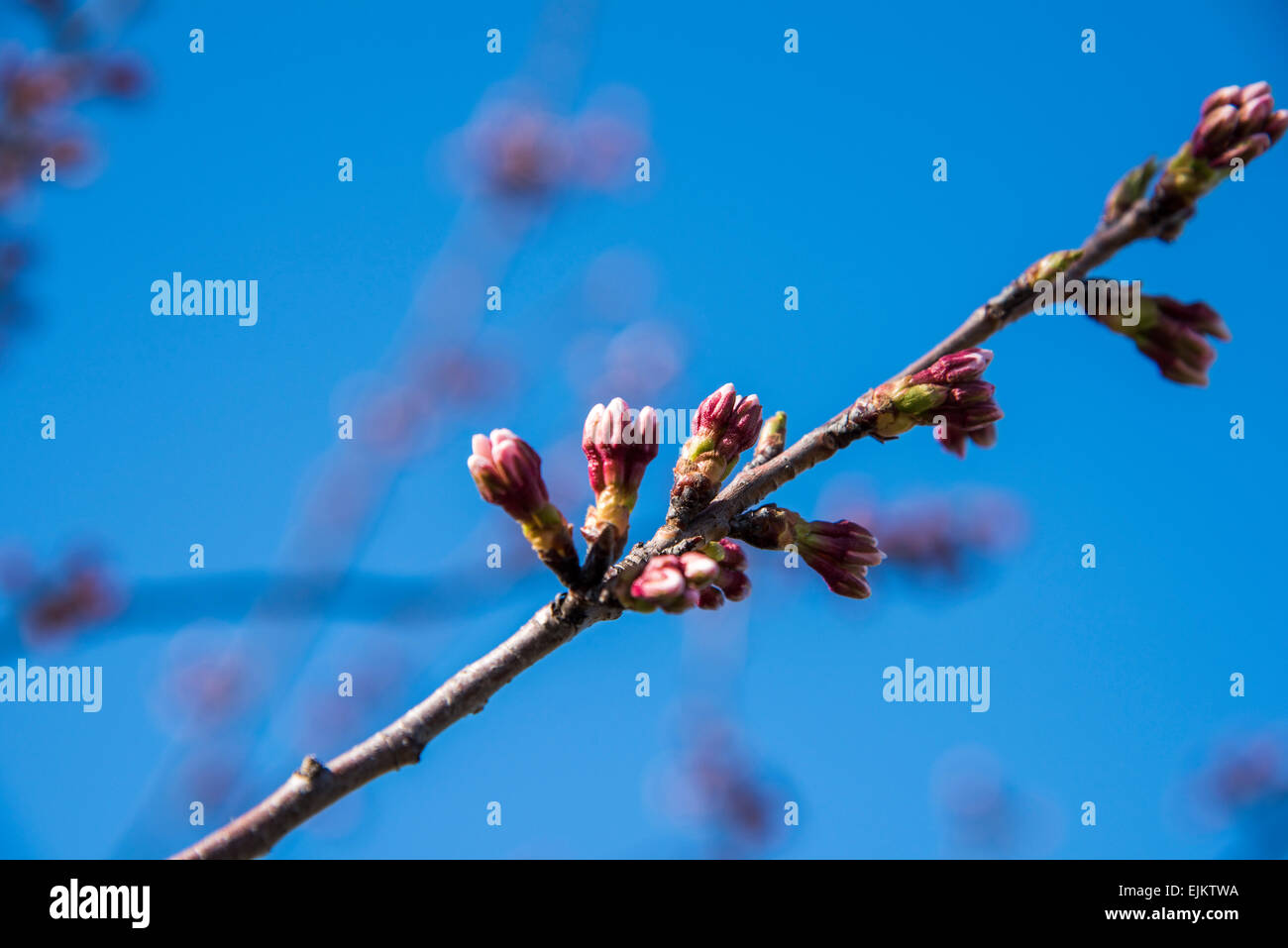 Bud of Sakura(Cherry blossom),Tokyo,Japan Stock Photo - Alamy