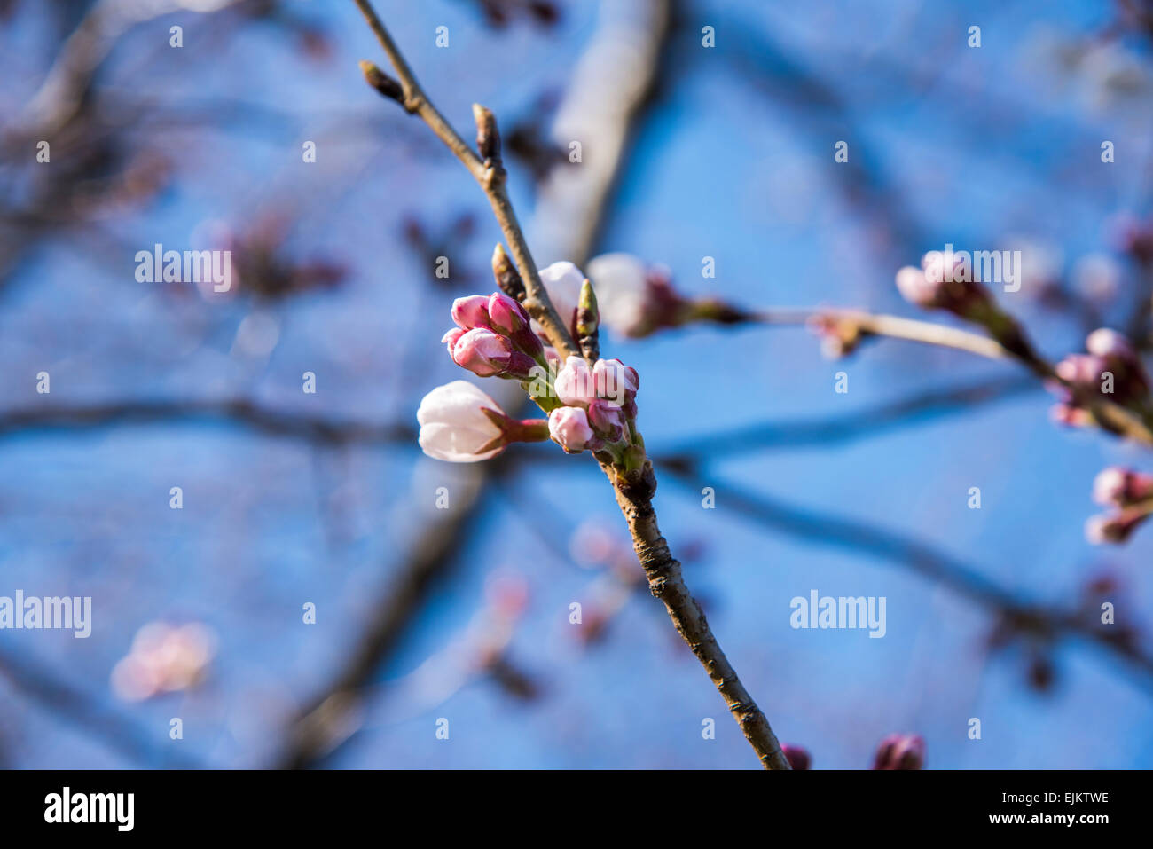 Bud of Sakura(Cherry blossom),Tokyo,Japan Stock Photo - Alamy