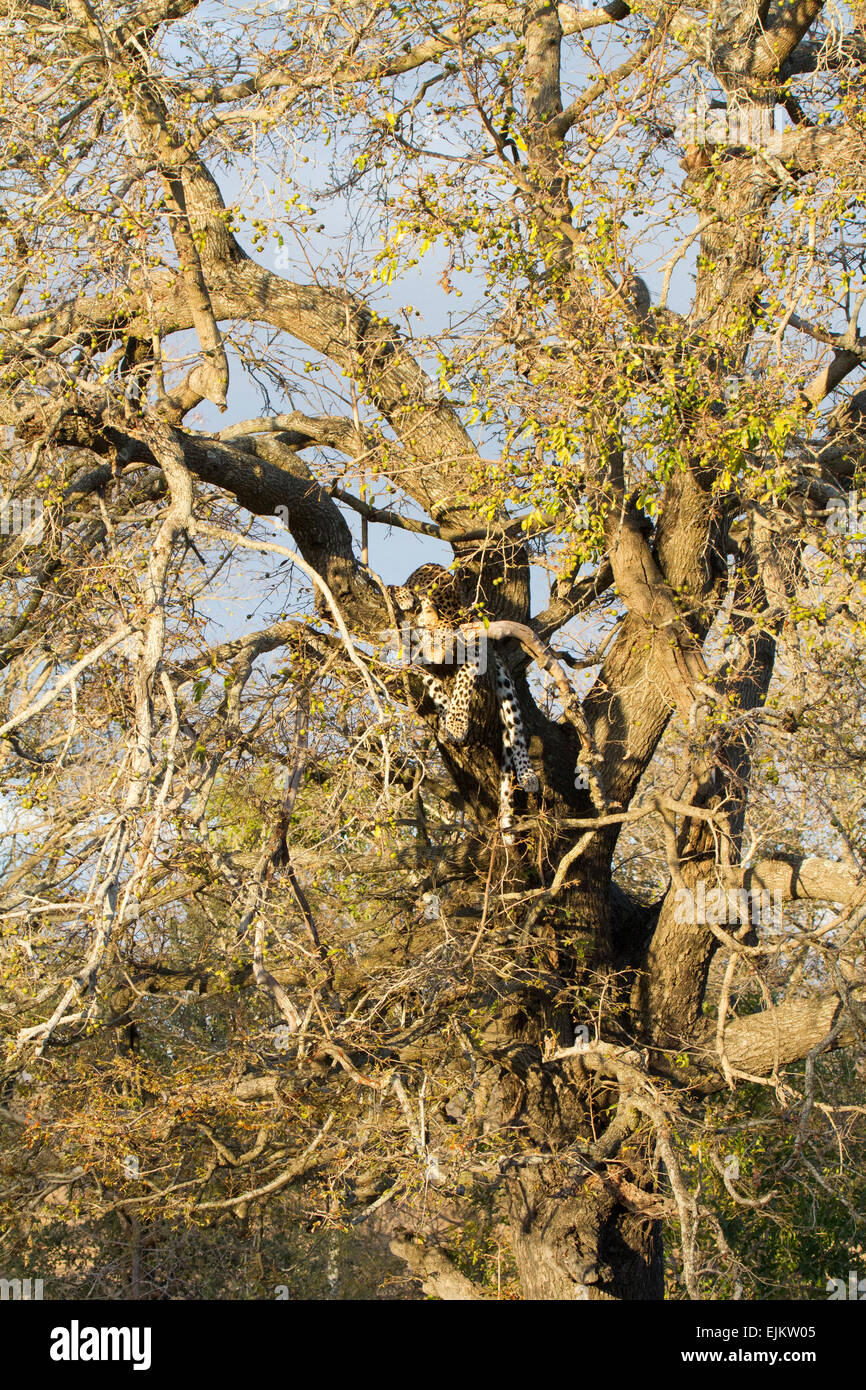 Well-camouflaged young leopard in tree, Ngala Private Game Reserve ...