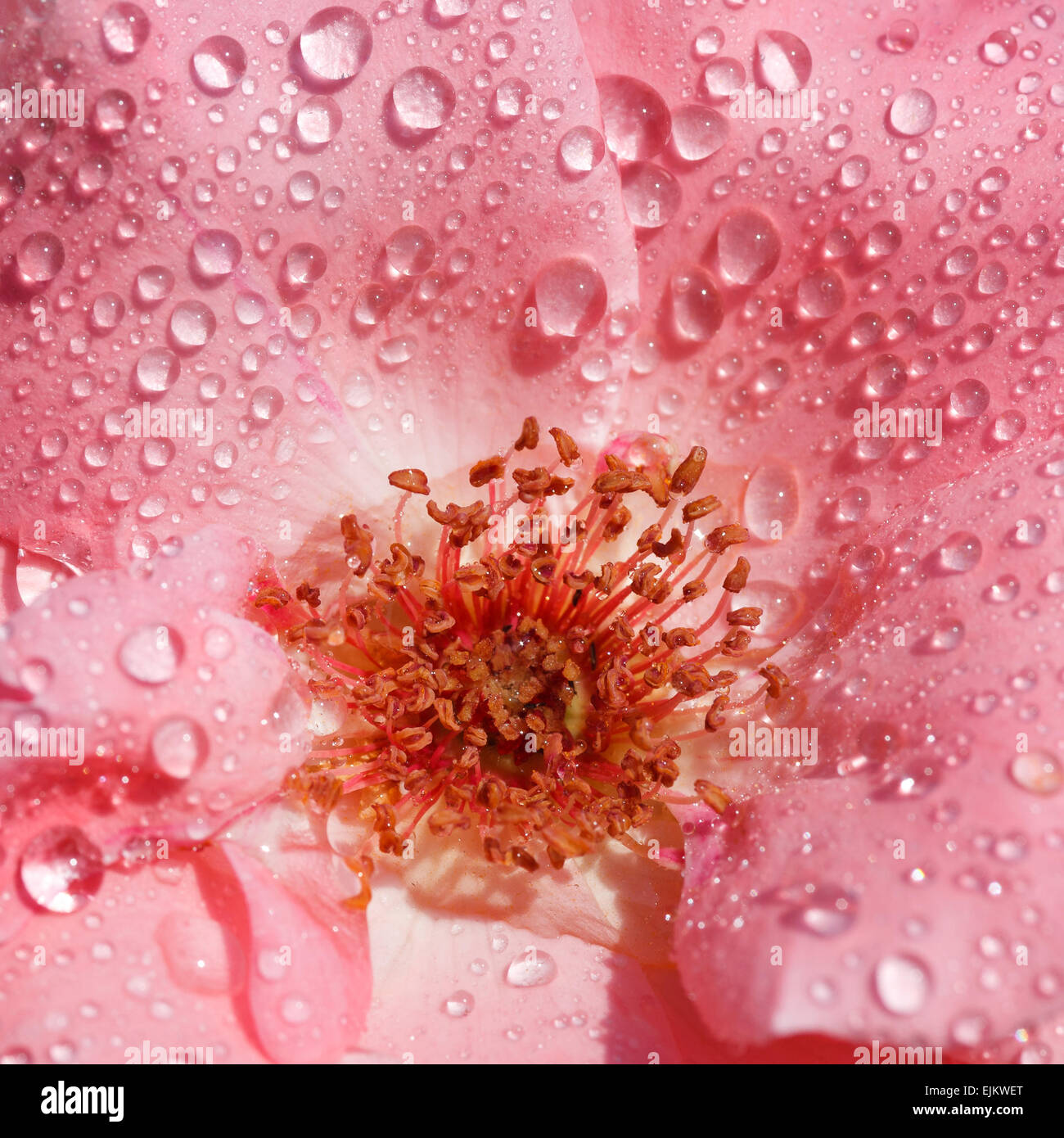 Beautiful flower-rose with wet petals Stock Photo - Alamy