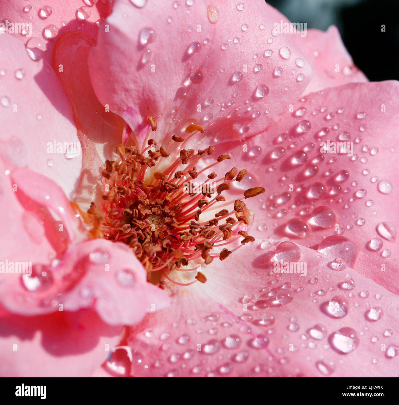 Pink rose with drops of dew Stock Photo - Alamy