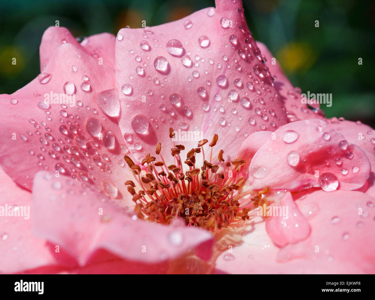 Pink rose with drops of dew Stock Photo - Alamy