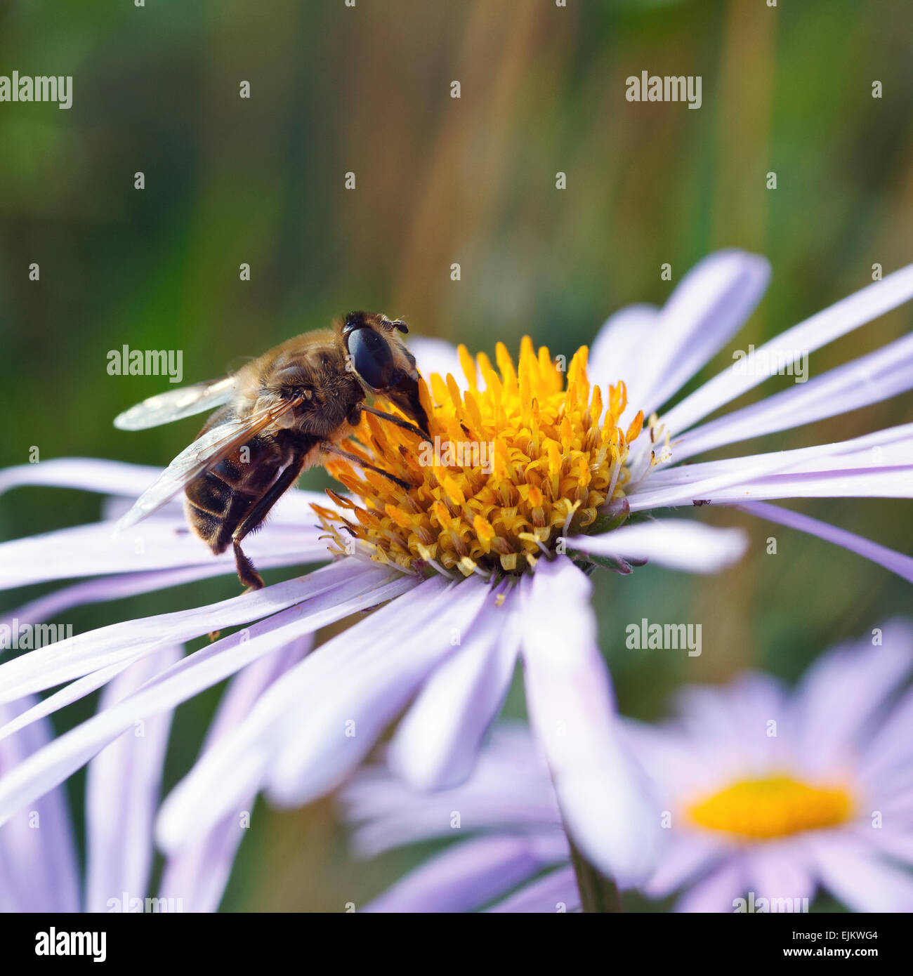 Bee on a daisy flower Stock Photo - Alamy