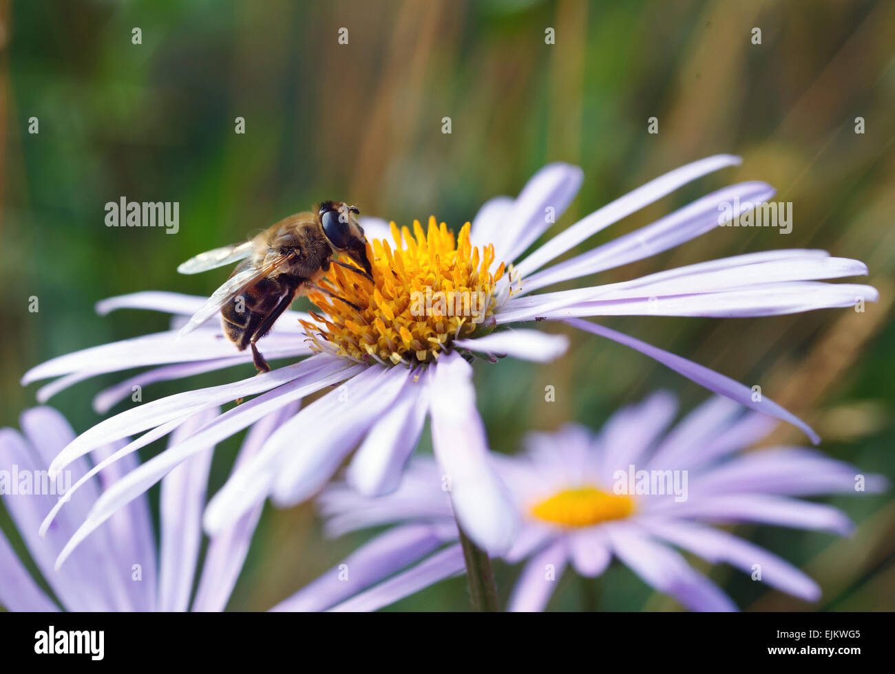 Bee on a daisy flower Stock Photo - Alamy