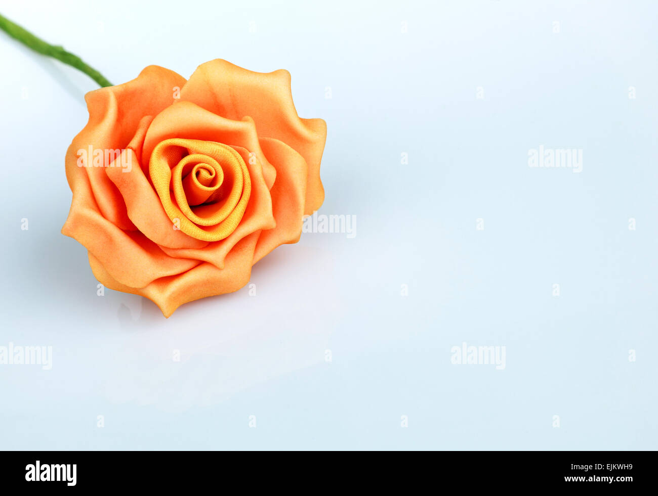 Orange and white rose hi-res stock photography and images - Alamy