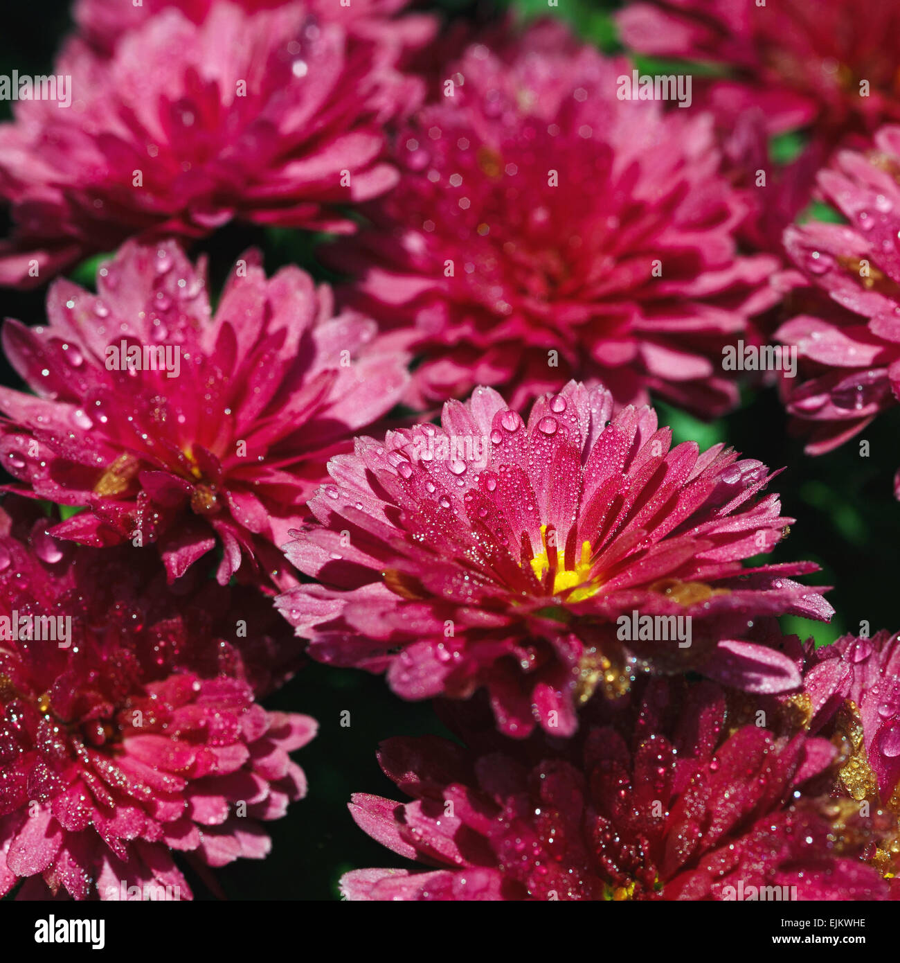 Chrysanthemum flowers macro pink hi-res stock photography and images ...