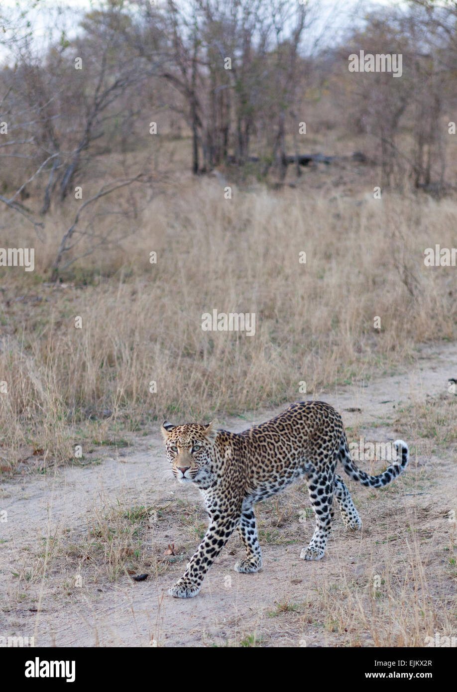 Ngala game reserve hi-res stock photography and images - Alamy
