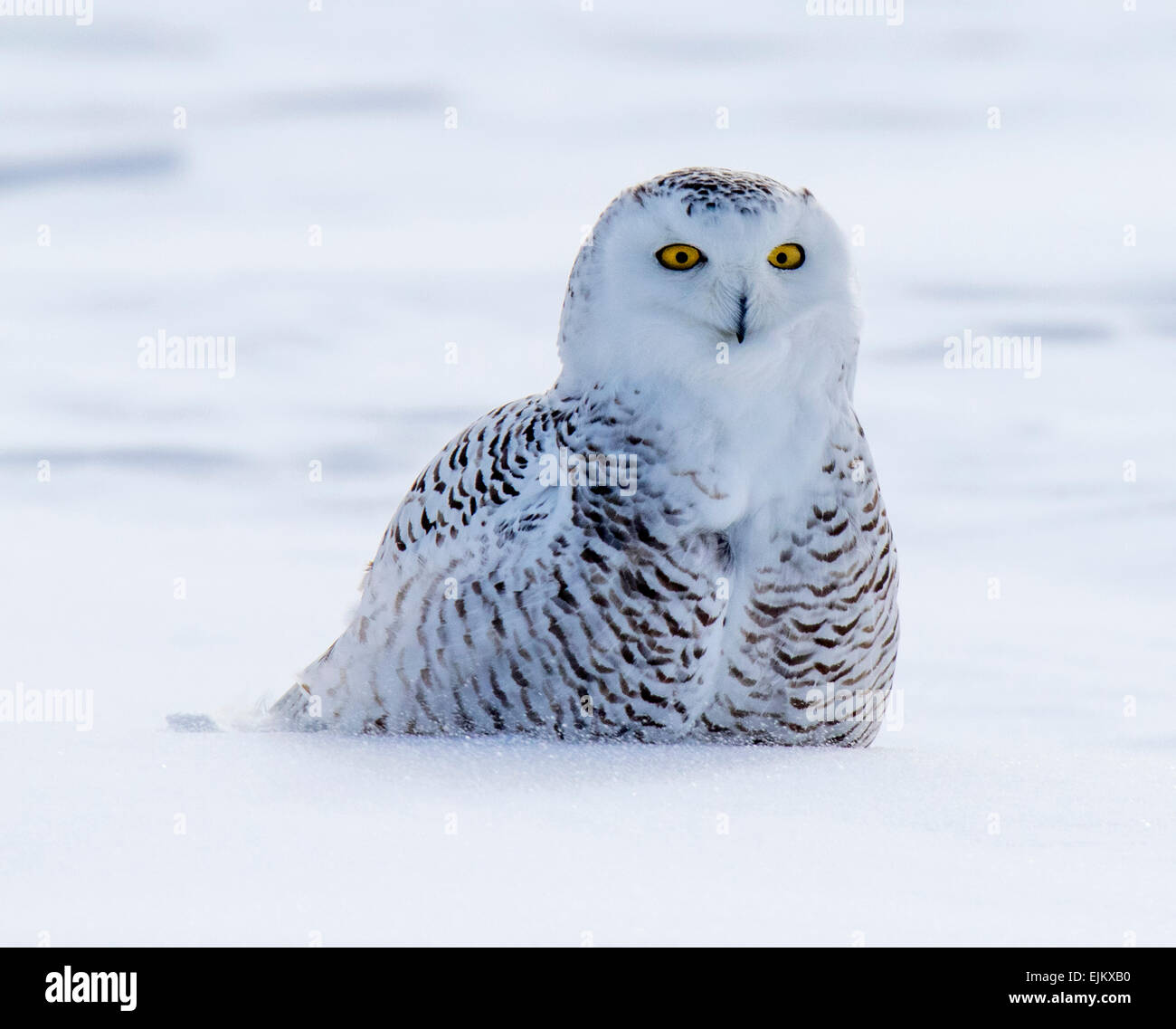 Snowy owl eating hi-res stock photography and images - Alamy