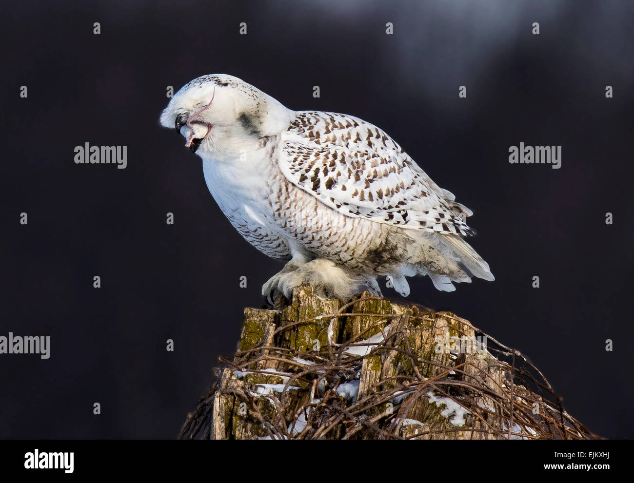 Snowy owl eating hi-res stock photography and images - Alamy