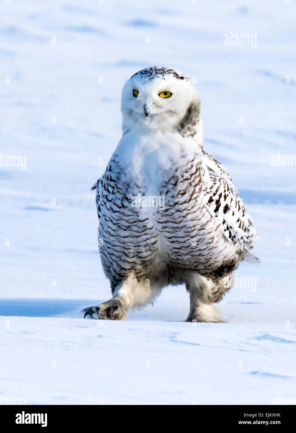 Snowy owl walking on snow crust Stock Photo - Alamy