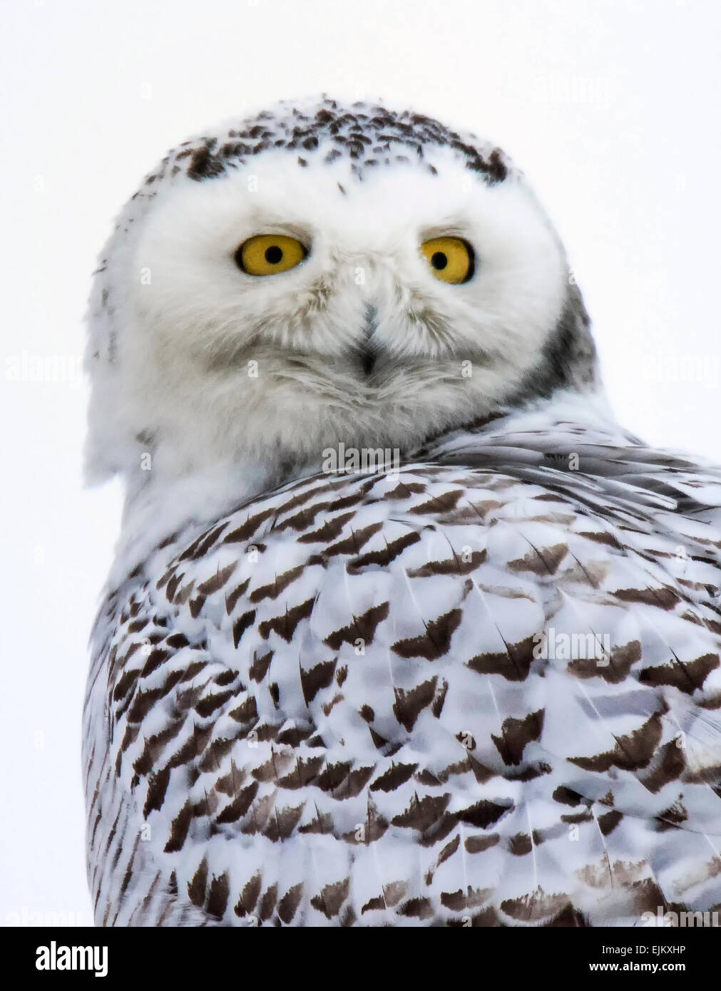 Portrait of snowy owl Stock Photo - Alamy