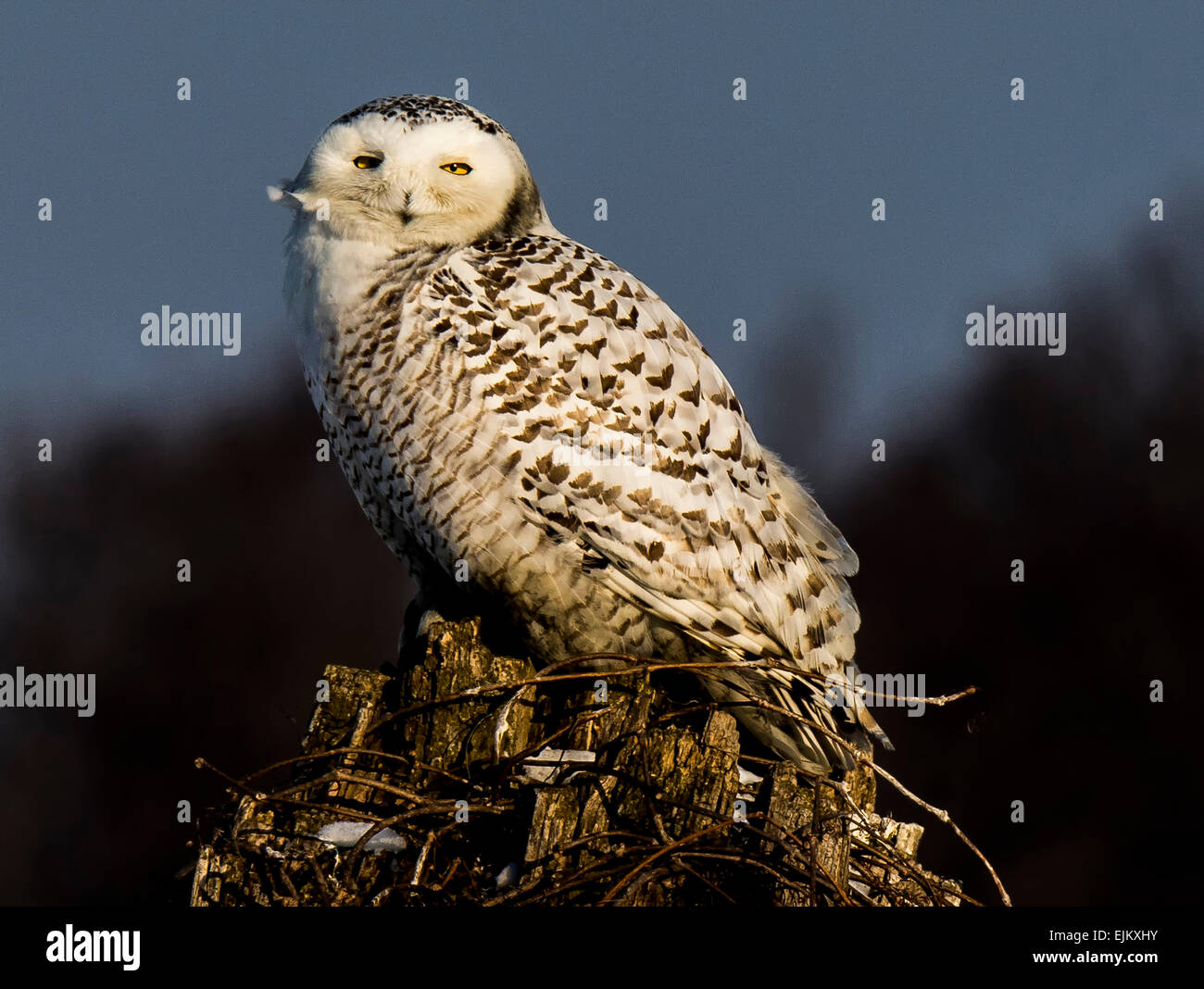 Snowy owl in late afternoon sun Stock Photo - Alamy