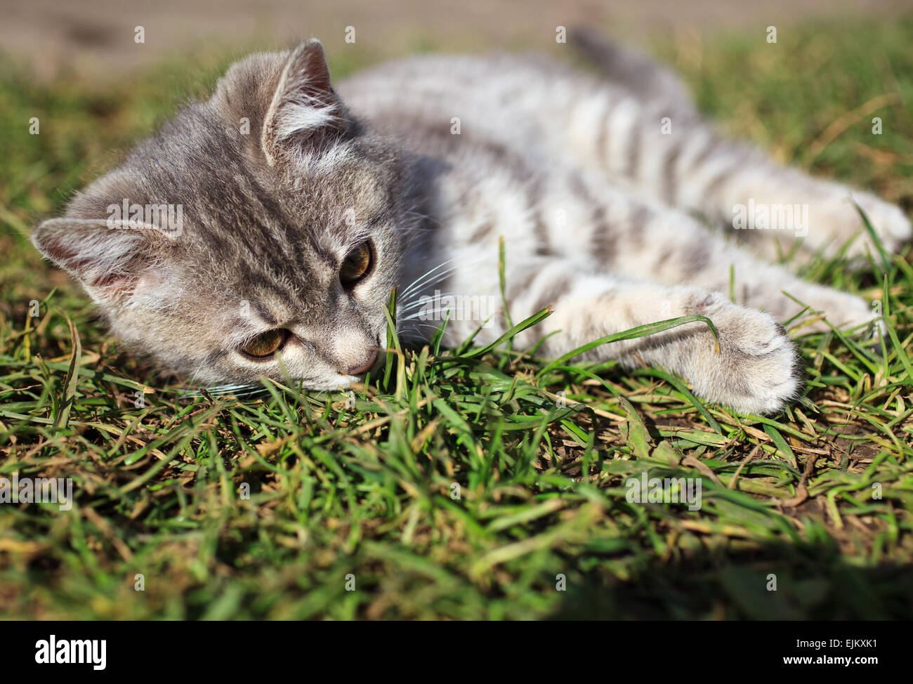 Cute cat outdoors hi-res stock photography and images - Alamy