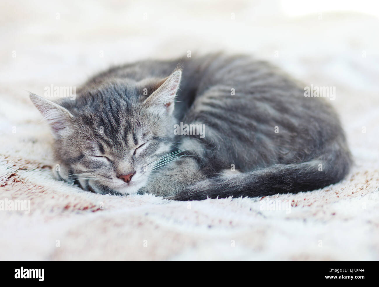 Domestic pets hi-res stock photography and images - Alamy
