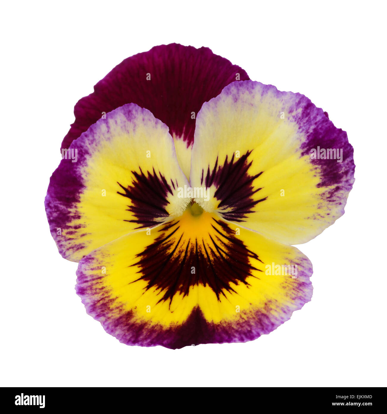 Single violet viola pansy Cut Out Stock Images & Pictures - Alamy