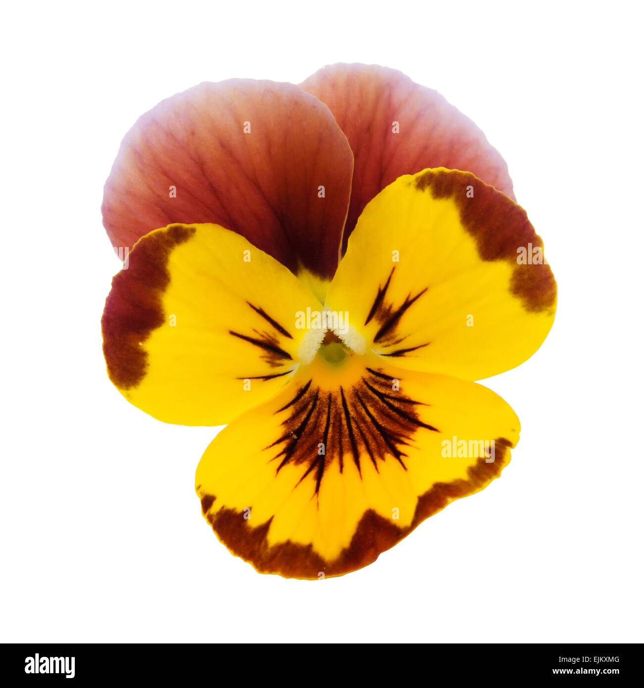 Pansy viola isolated hi-res stock photography and images - Alamy
