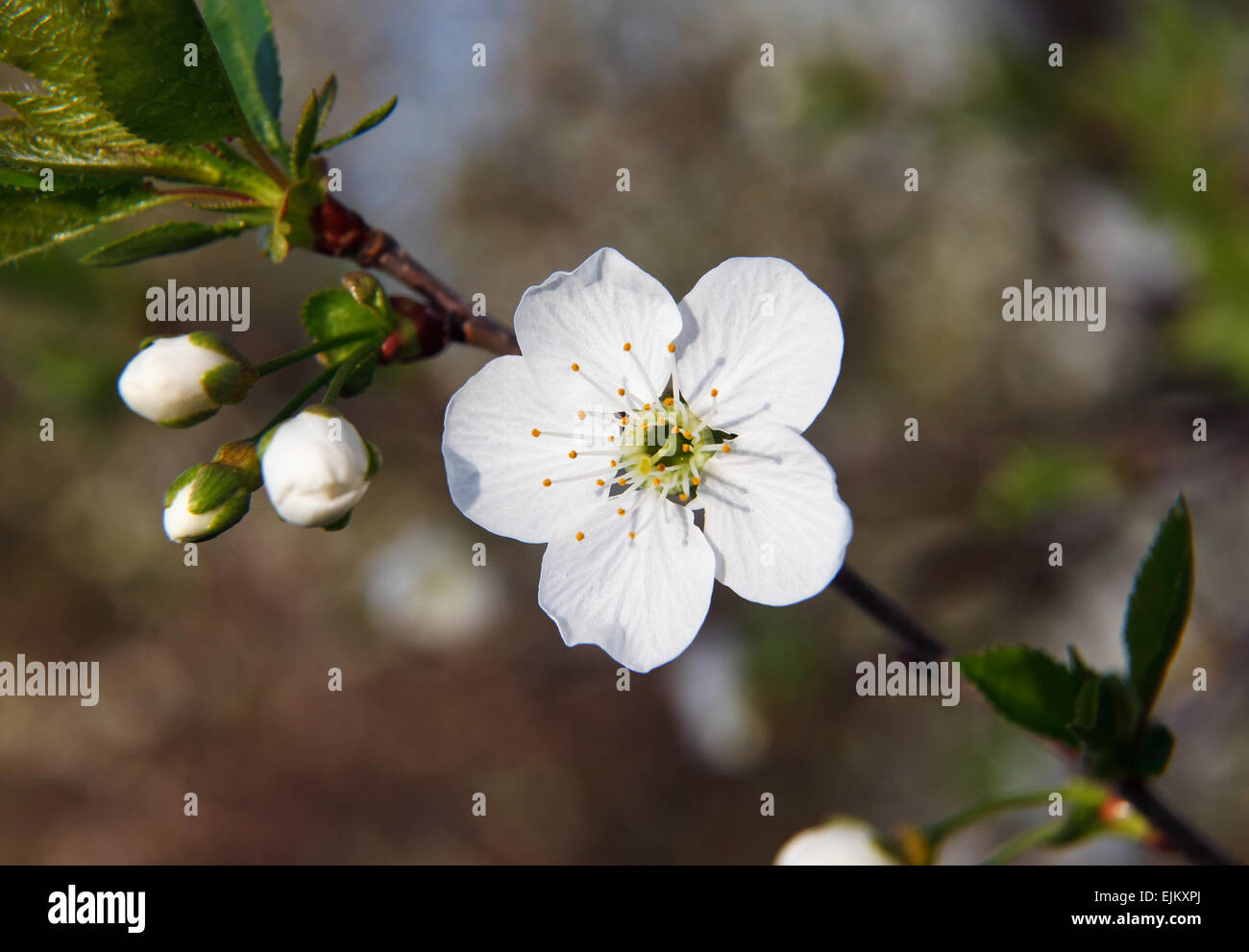 Cherry blossom tree leaf hi-res stock photography and images - Alamy