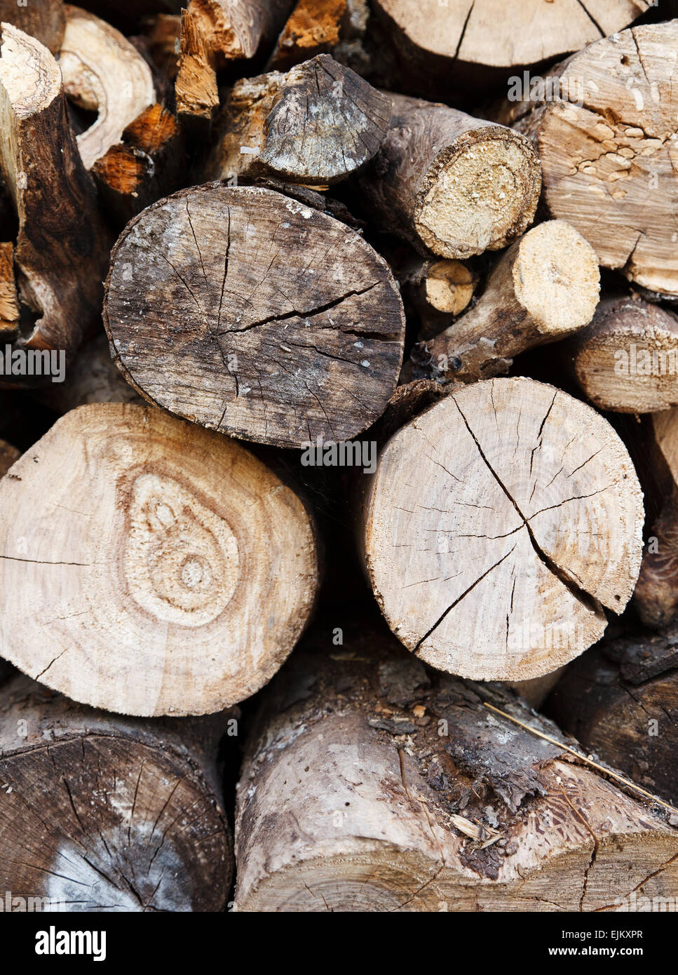 tree trunk texture Stock Photo - Alamy