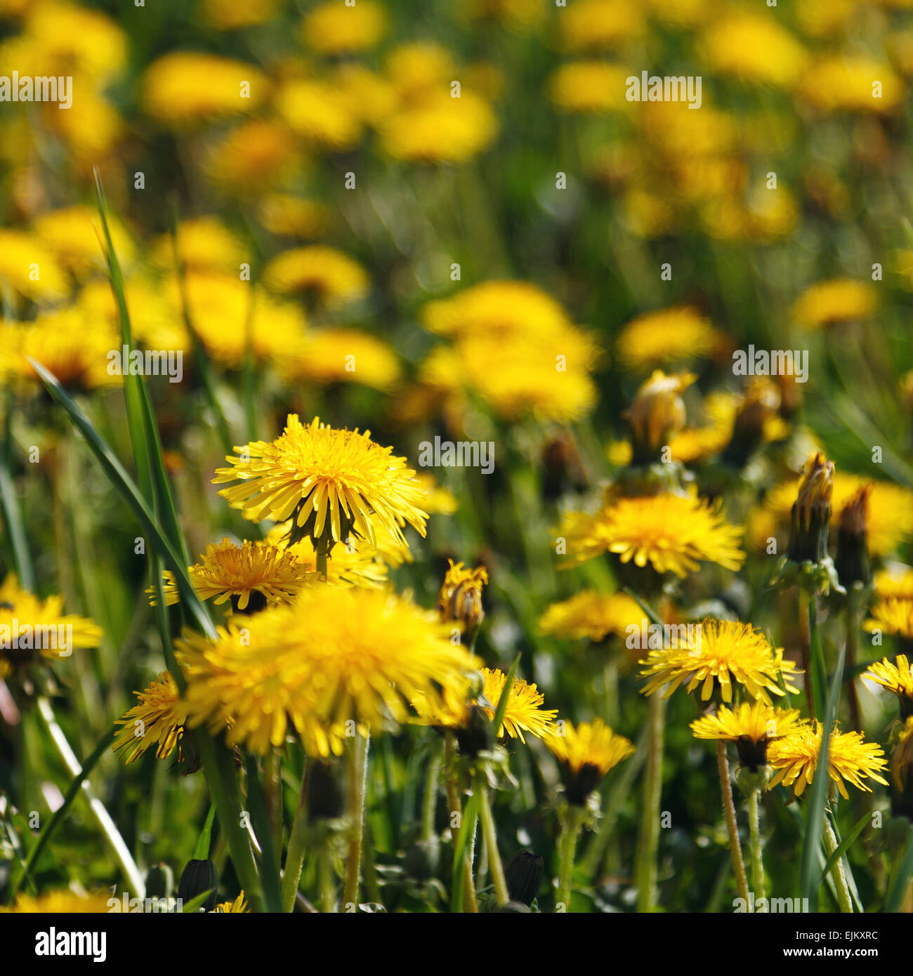Dandelion field hi-res stock photography and images - Alamy