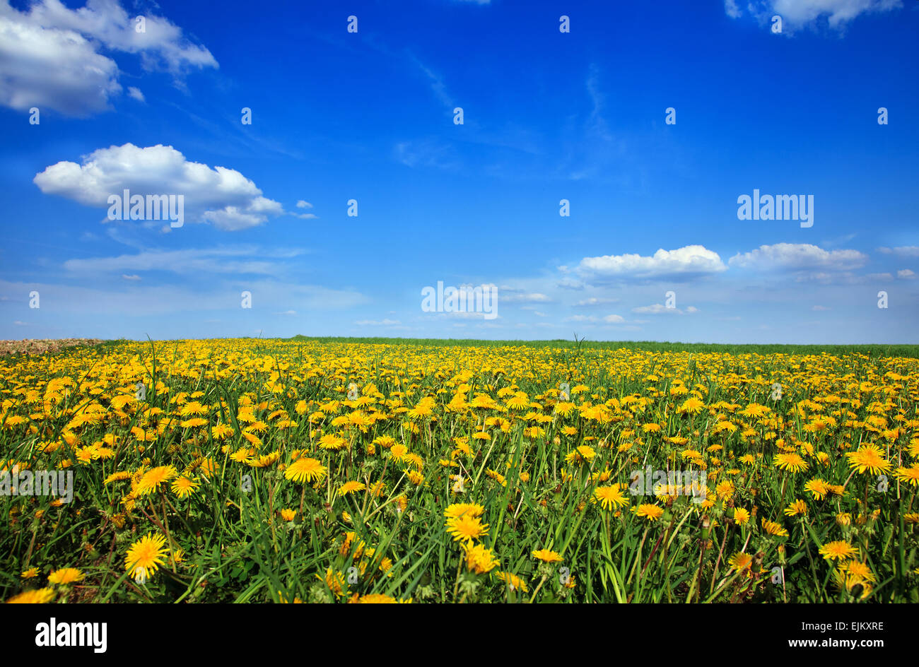Beautiful landscape field forest hi-res stock photography and images ...