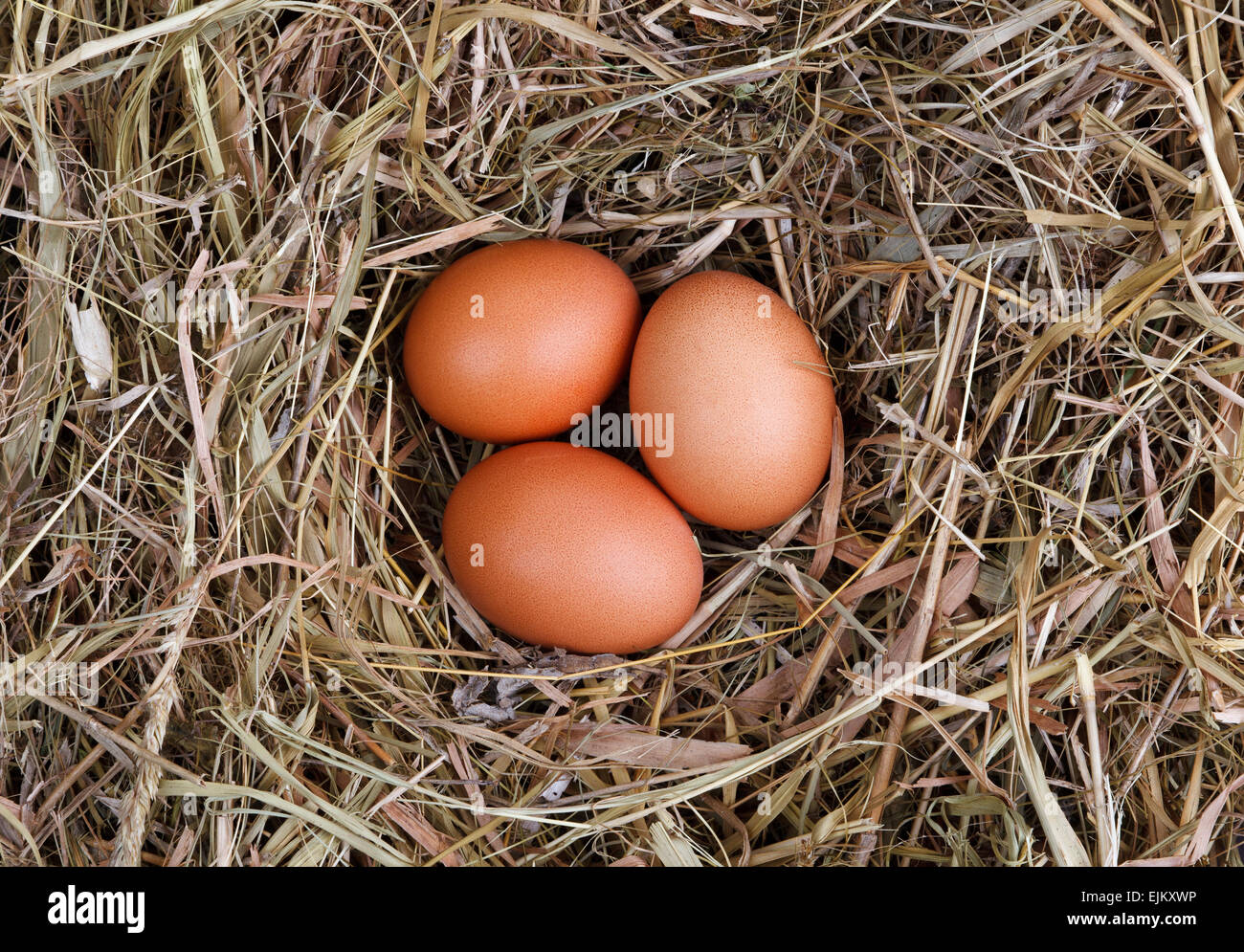 Nest or eggs hi-res stock photography and images - Alamy