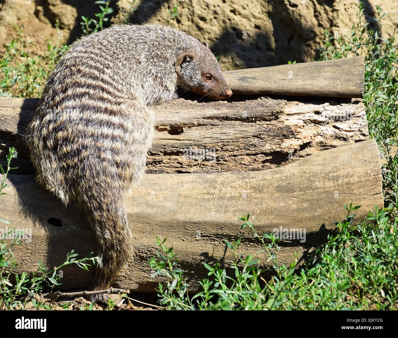 Front view standing meerkat hi-res stock photography and images - Alamy