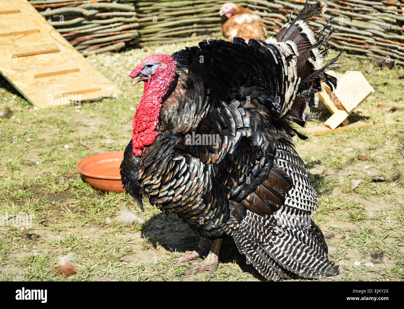 Turkey in the poultry yard Stock Photo - Alamy