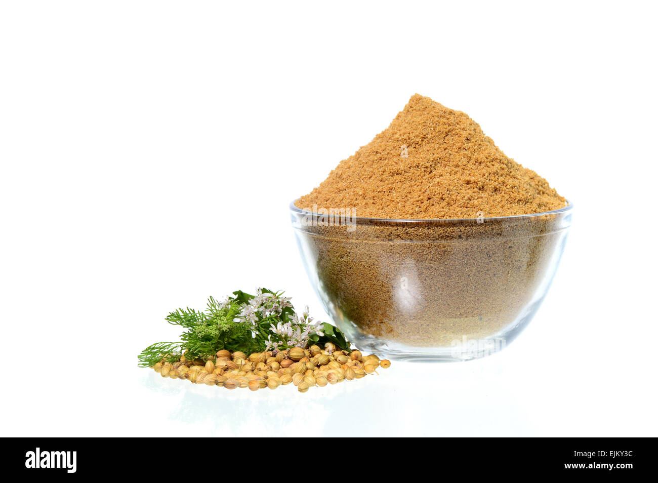 Coriander seeds, Fresh Coriander and Powdered coriander isolated on ...