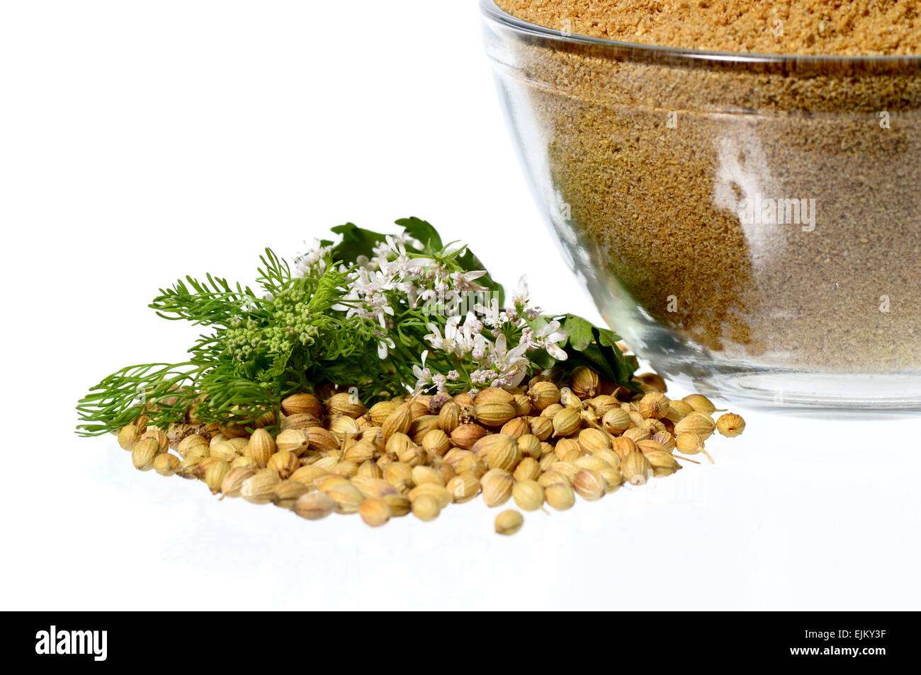 Coriander seeds, Fresh Coriander and Powdered coriander isolated on ...