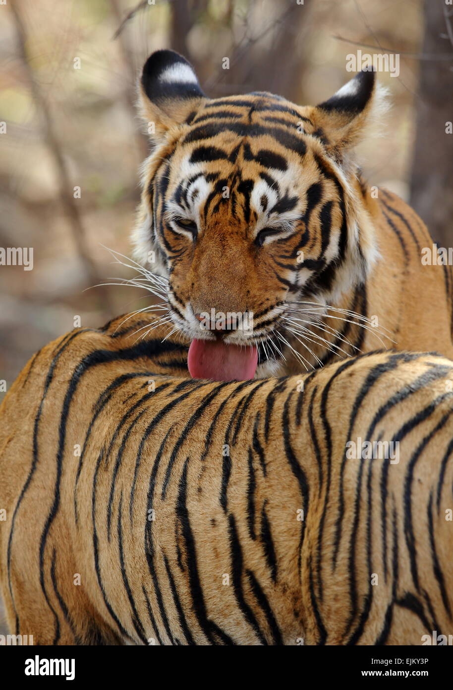 Tiger cub nuzzling hi-res stock photography and images - Alamy