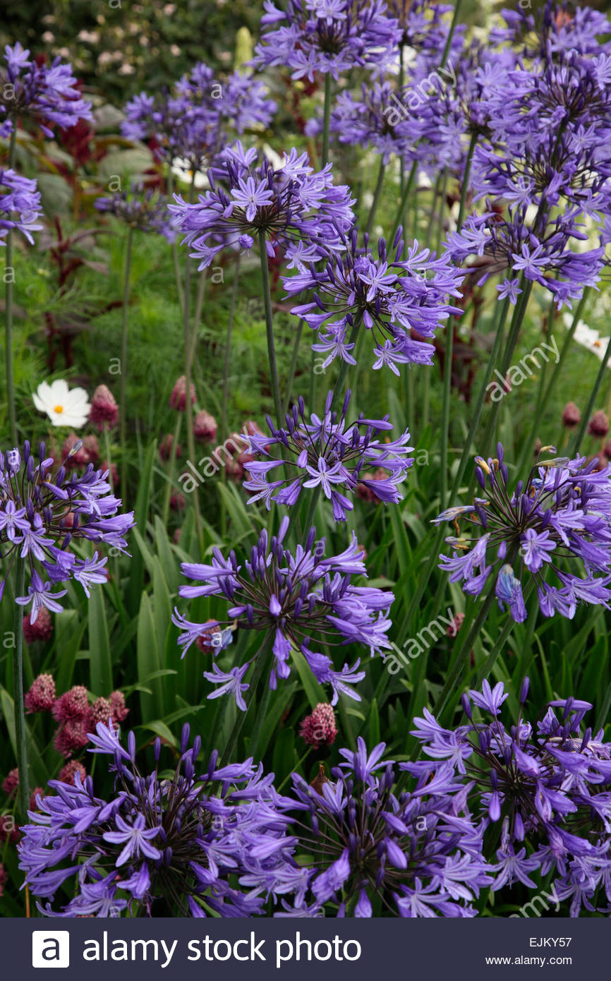 Midnight Blue Stock Photos & Midnight Blue Stock Images - Alamy