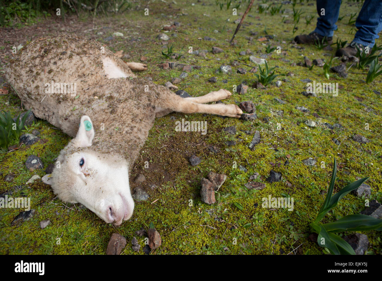 Dead sheep in field hi-res stock photography and images - Alamy