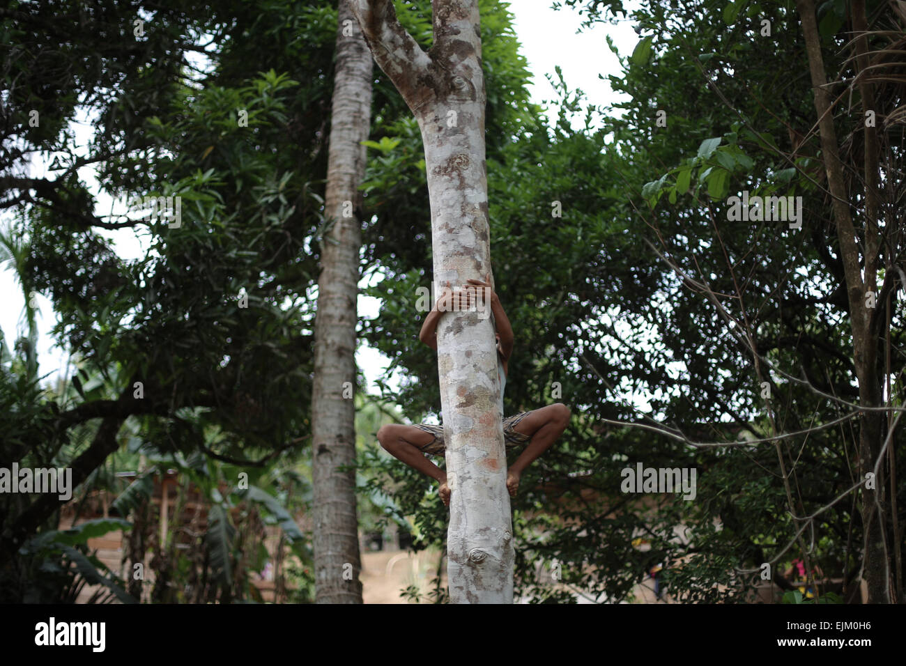 Boy climbing fruit tree High Resolution Stock Photography and Images ...