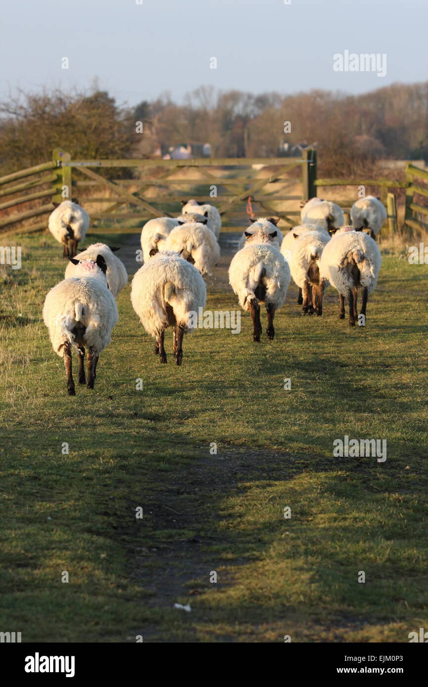Walking gate hi-res stock photography and images - Alamy