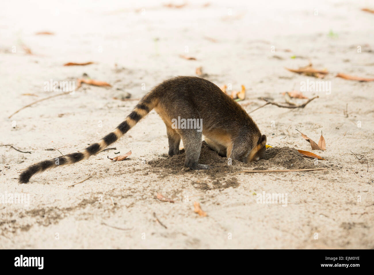 South American coati, or ring-tailed coati, digging for insects, Nasua ...