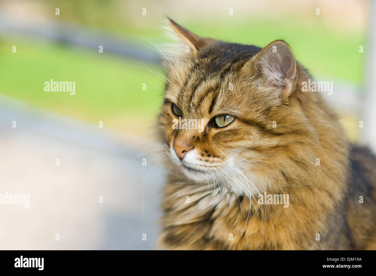 Beautiful siberian cat hi-res stock photography and images - Alamy