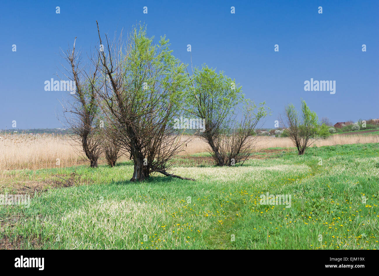 Spring landscape with wild trees on water-meadow Stock Photo - Alamy