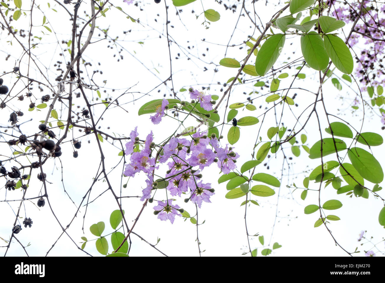 queen flower on tree Stock Photo - Alamy