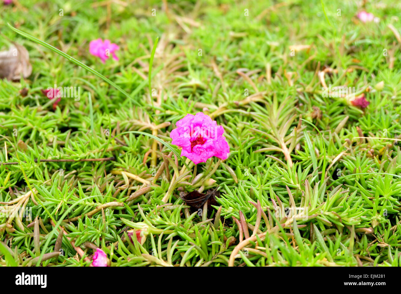 Pink flower,Common Purslane, portulaca flowers, Verdolaga, Pigweed ...