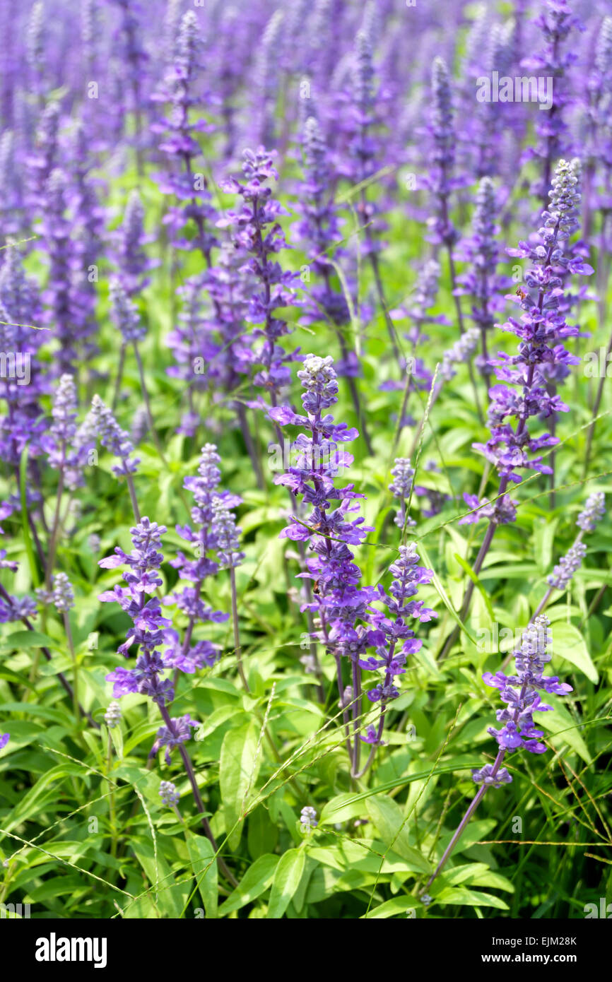 Closeup image of violet lavender flowers in the field in sunny day ...