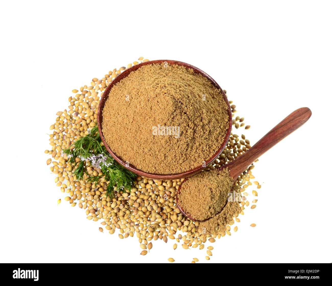 Coriander seeds, Fresh Coriander and Powdered coriander isolated on ...