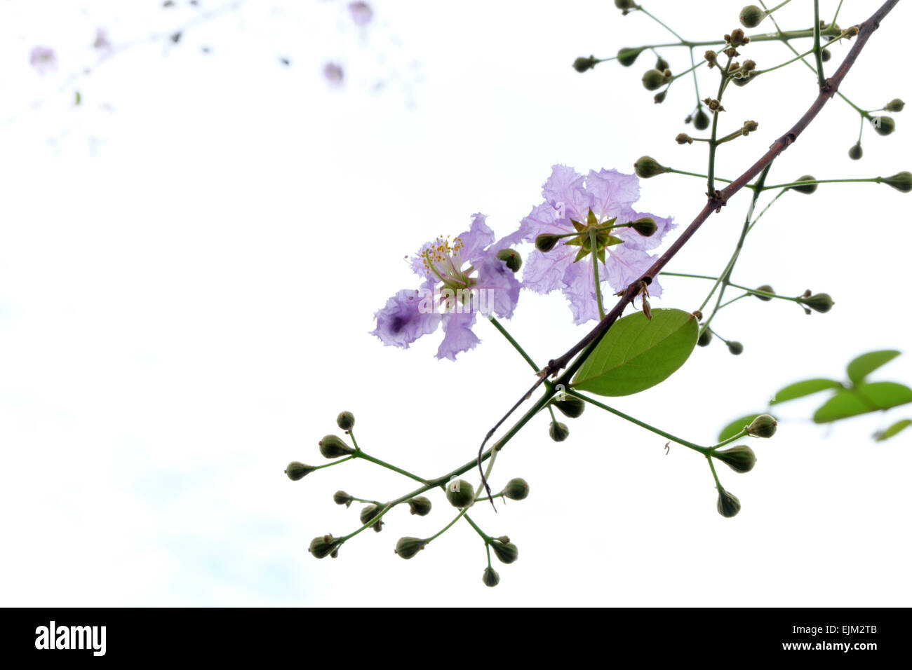 Queen crepe myrtle hi-res stock photography and images - Alamy