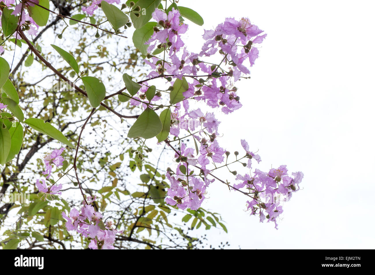soft focus queen flower on tree Stock Photo - Alamy