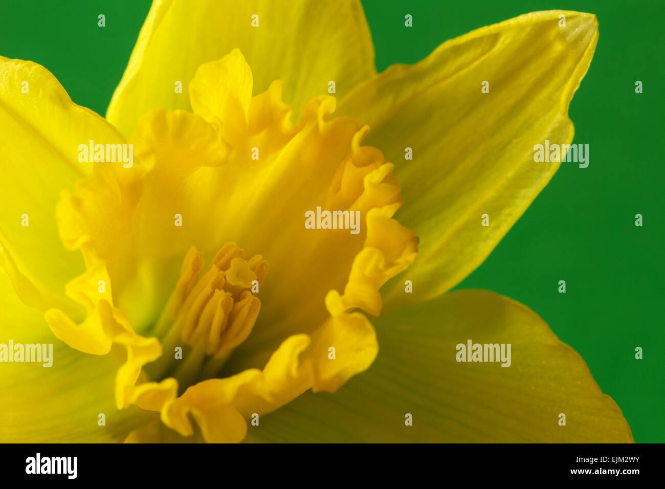 A Close Up of a Daffodil Stock Photo - Alamy