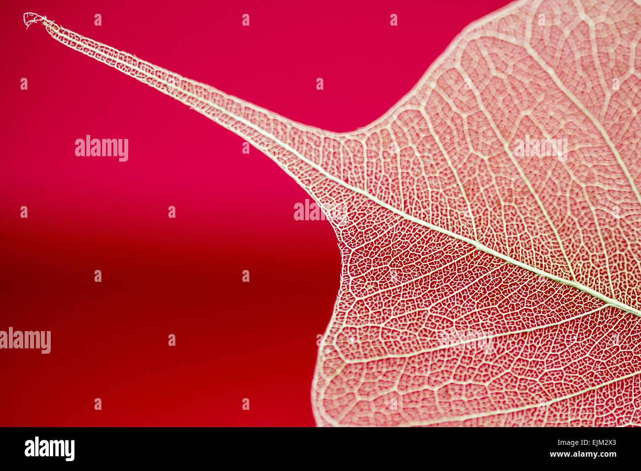 Leaf x ray hi-res stock photography and images - Alamy